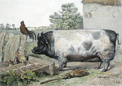 Engraving | Engraving, British Boar, Art to buy online (Ref:ENGR4289)