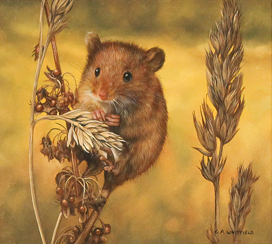 Carl Whitfield | Original oil painting on panel, Harvest Mouse, Art to ...