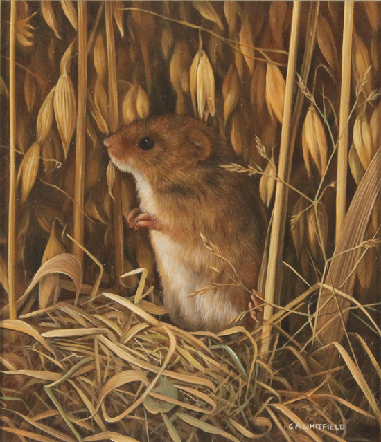 Carl Whitfield | Original oil painting on panel, Harvest Mouse, Art to ...