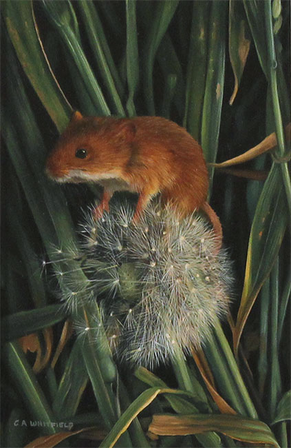 Carl Whitfield | Original oil painting on panel, Field Mouse, Art to ...