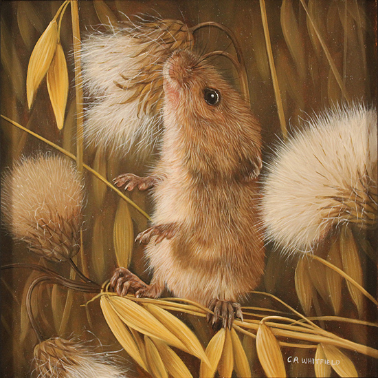 Carl Whitfield | Original oil painting on panel, Harvest Mouse, Art to ...