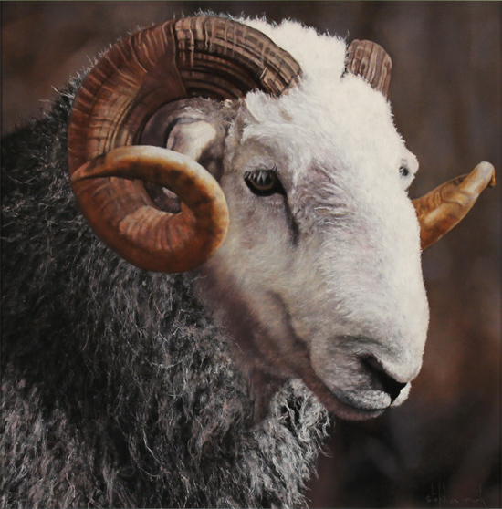 Stephen Park | Original oil painting on panel, Herdwick Ram, Art to buy ...