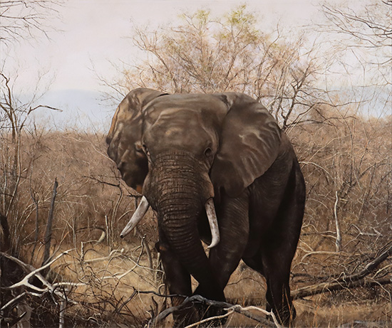 Stephen Park | Original oil painting on panel, Elephant, Art to buy ...