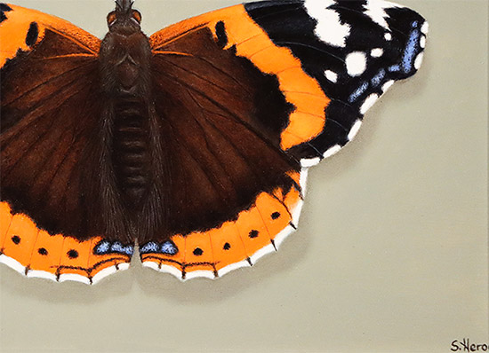 Stuart Herod | Original oil painting on panel, Red Admiral, Art to buy ...