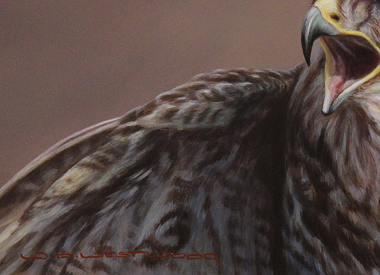 Wayne Westwood | Original oil painting on panel, Buzzard , Art to buy ...
